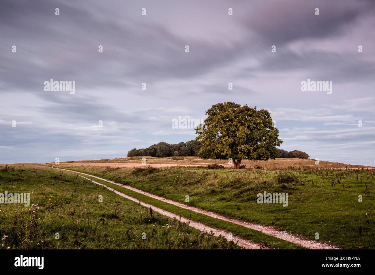 Badbury Rings hillfort in Dorset Stock Photo - Alamy