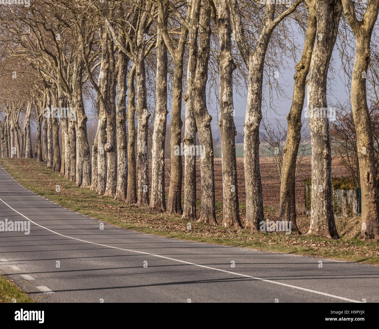 Avenue of trees in Burgundy Stock Photo - Alamy