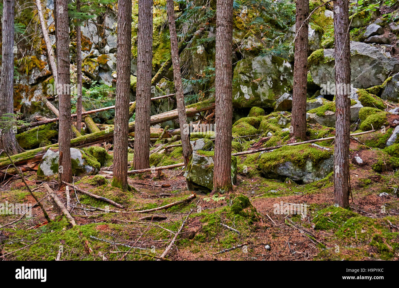 trees in forest of Birkenhead Lake Provincial Park, British Columbia ...