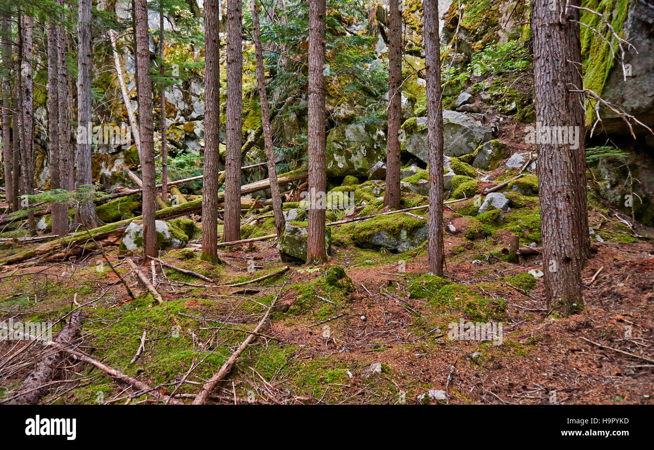 trees in forest of Birkenhead Lake Provincial Park, British Columbia ...