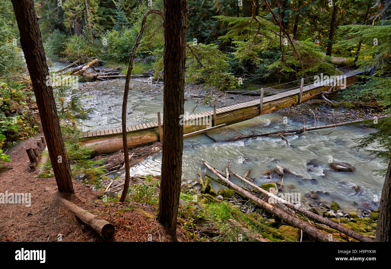 tree bridge in forest of Birkenhead Lake Provincial Park, British ...