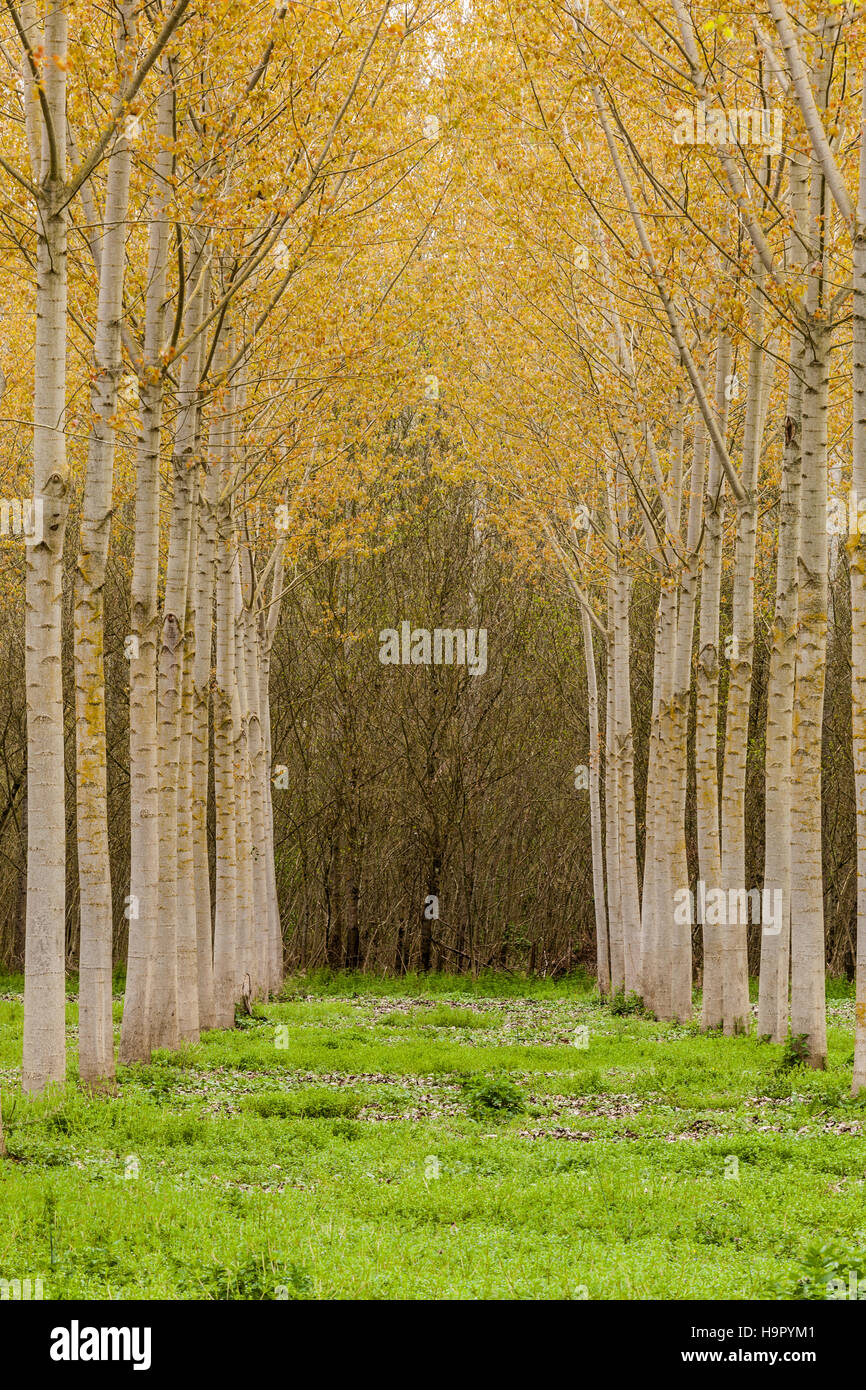 Plantation of plane trees Stock Photo - Alamy