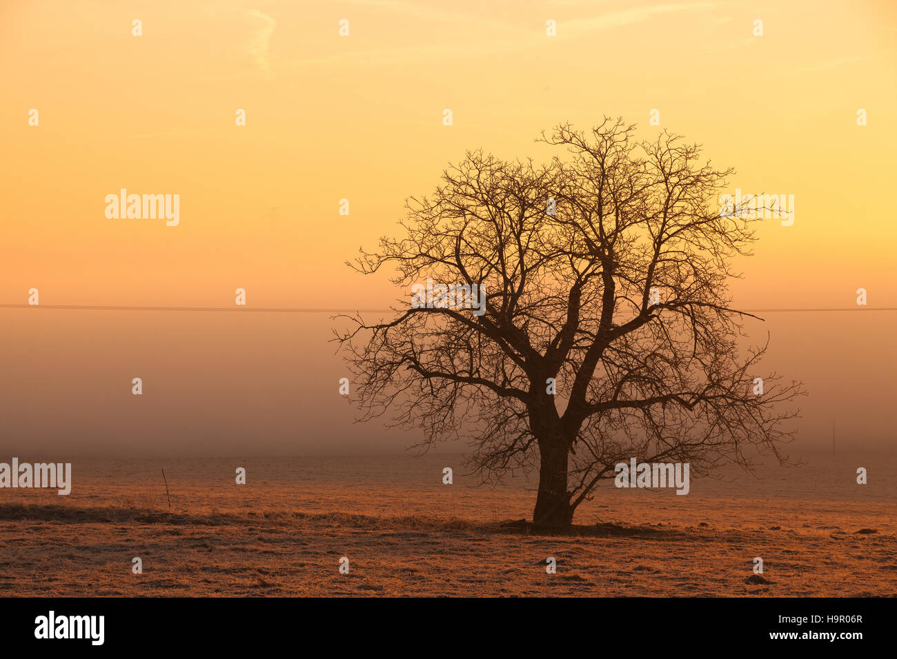 Lonely tree on the field at mysterious dawn Stock Photo - Alamy