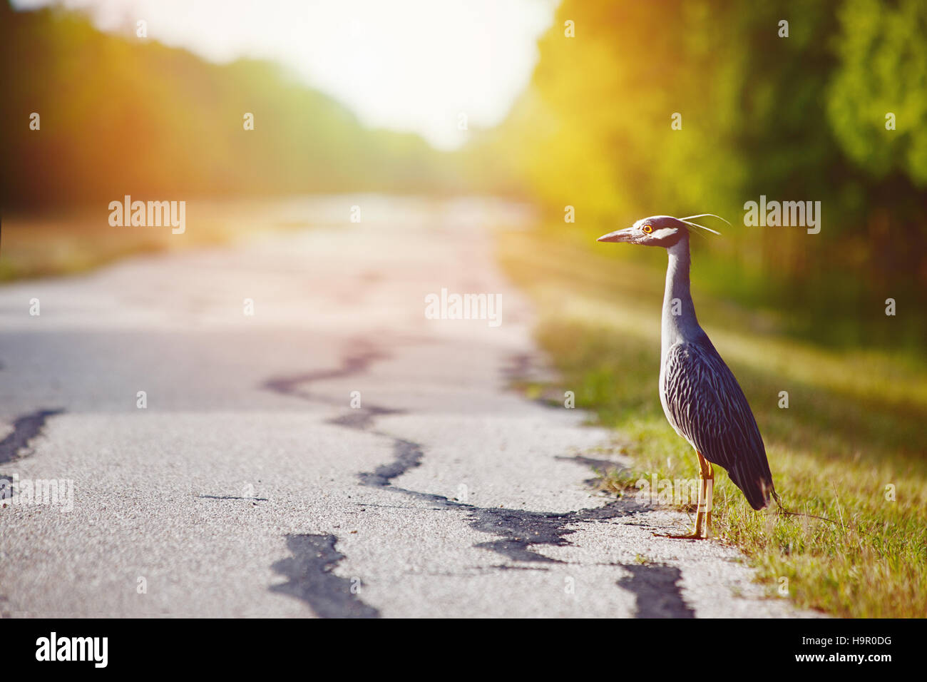 Blue heron standing on the side of the road waiting for his ride Stock ...