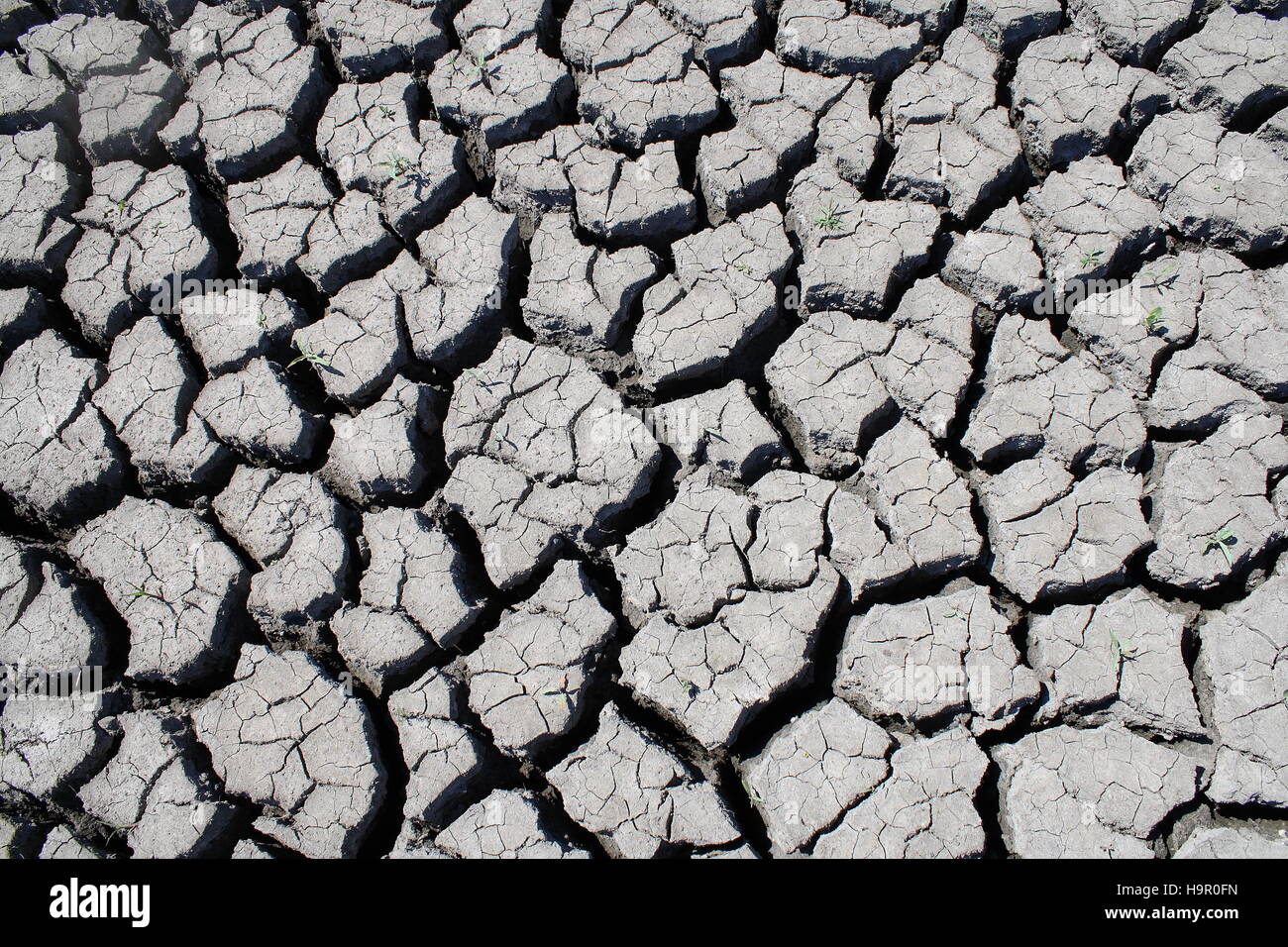 Drought cracks. dead nature Stock Photo - Alamy