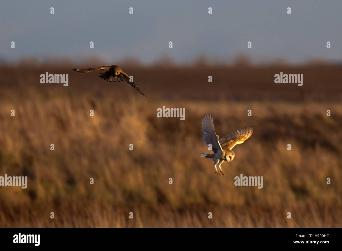 Fox in a field Stock Photo - Alamy