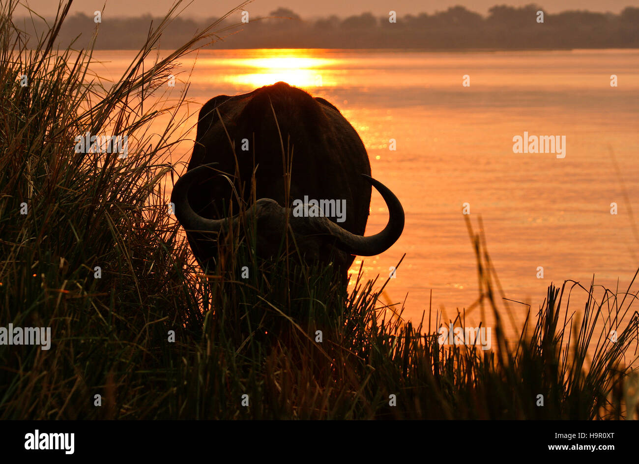 African Buffalo in Zambezi river, Syncerus buffalo. Mana Pools National ...