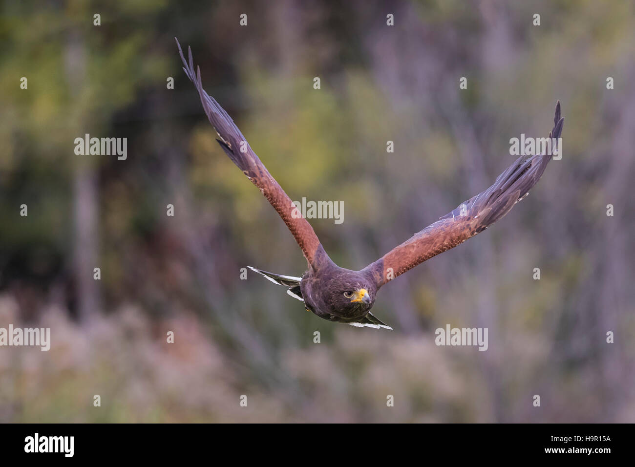 Harris hawk nest hi-res stock photography and images - Alamy