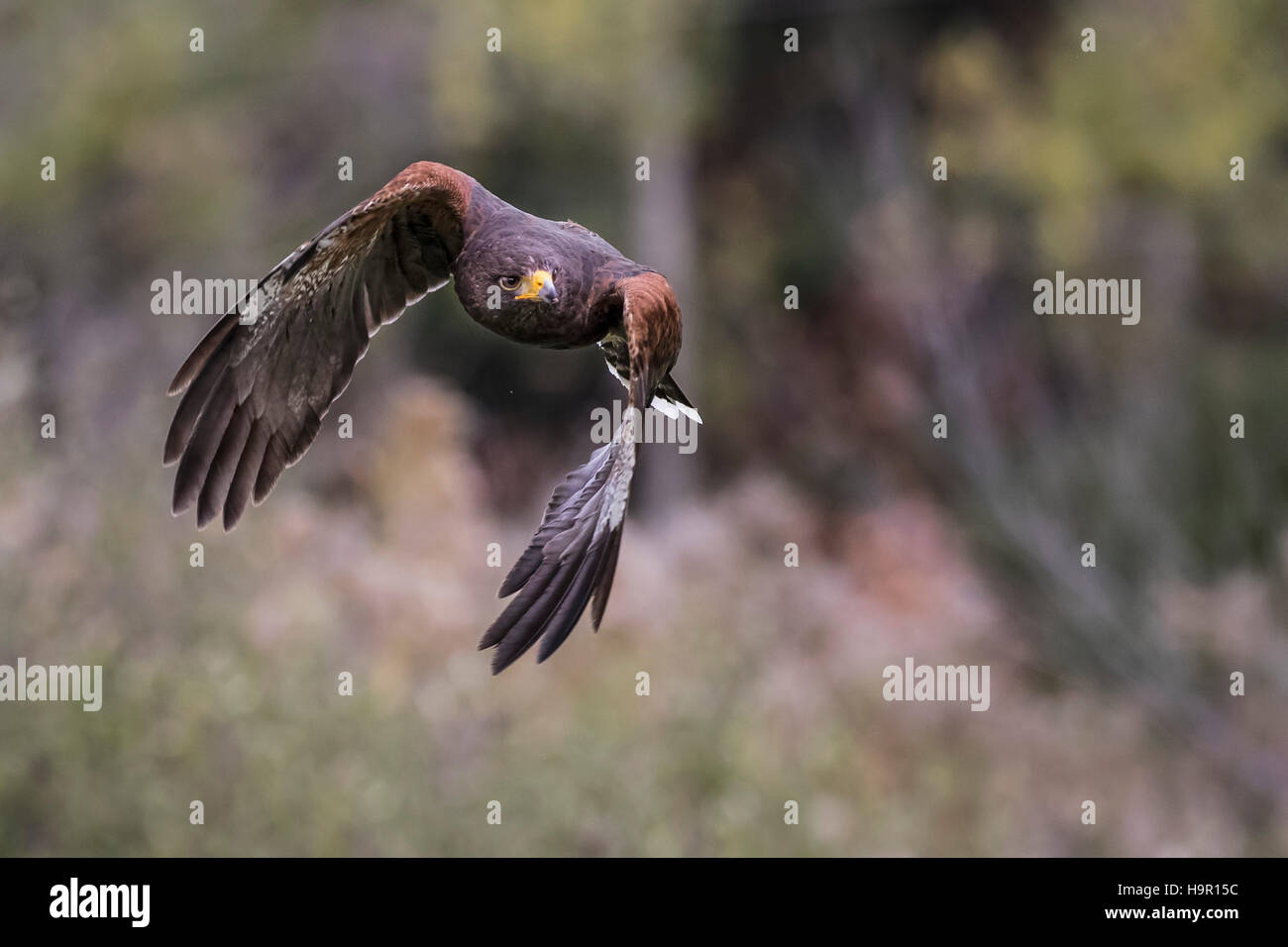 Harris Hawk in flight Stock Photo - Alamy
