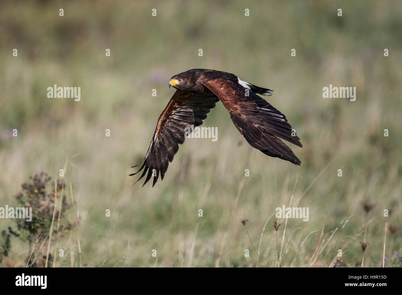 Harris Hawk in flight Stock Photo - Alamy