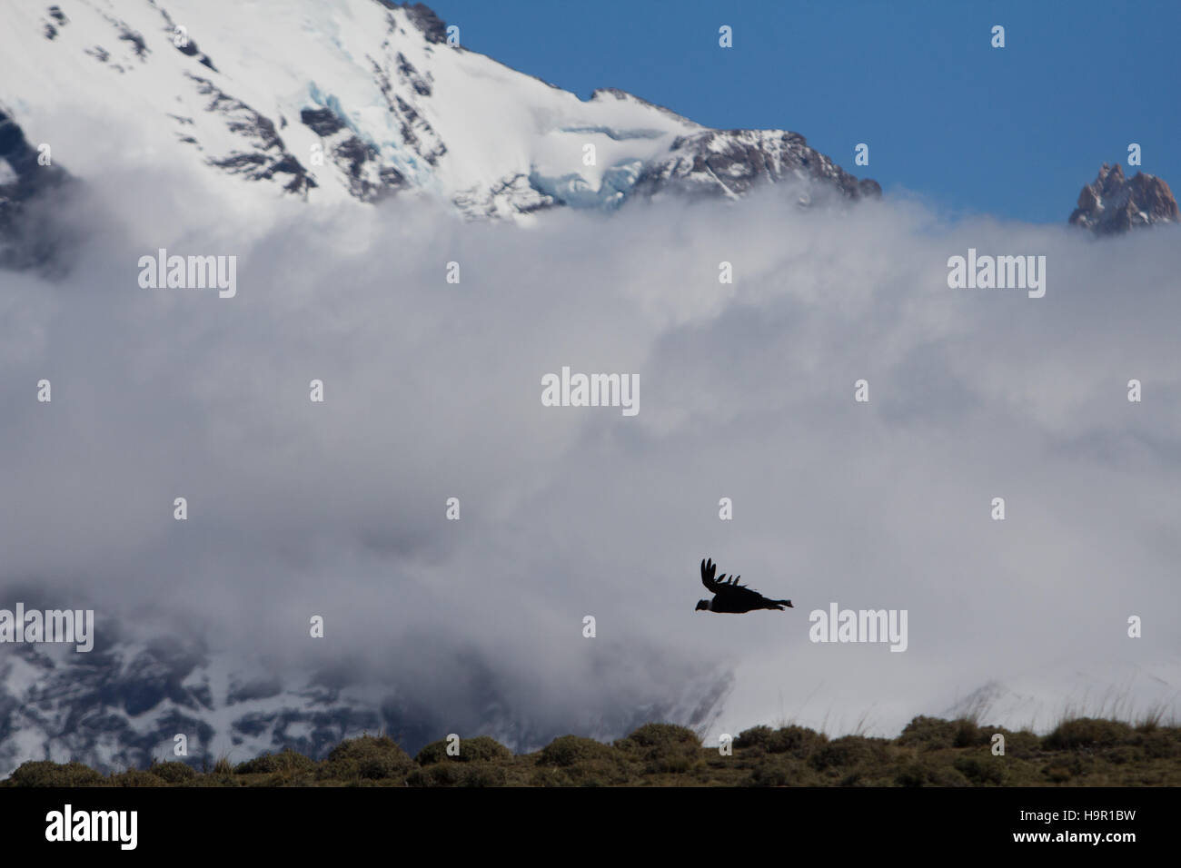 Andean condor flying in Torres del Paine National Park, Chile Stock ...