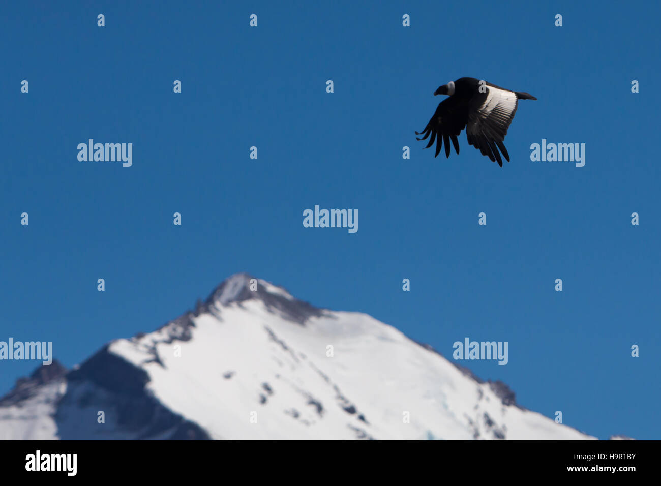 Andean condor flying in Torres del Paine National Park, Chile Stock ...