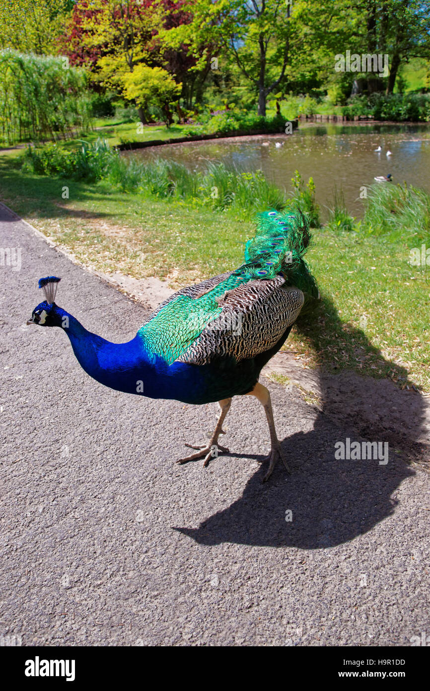 Peacock At Leeds Castle High Resolution Stock Photography and Images ...