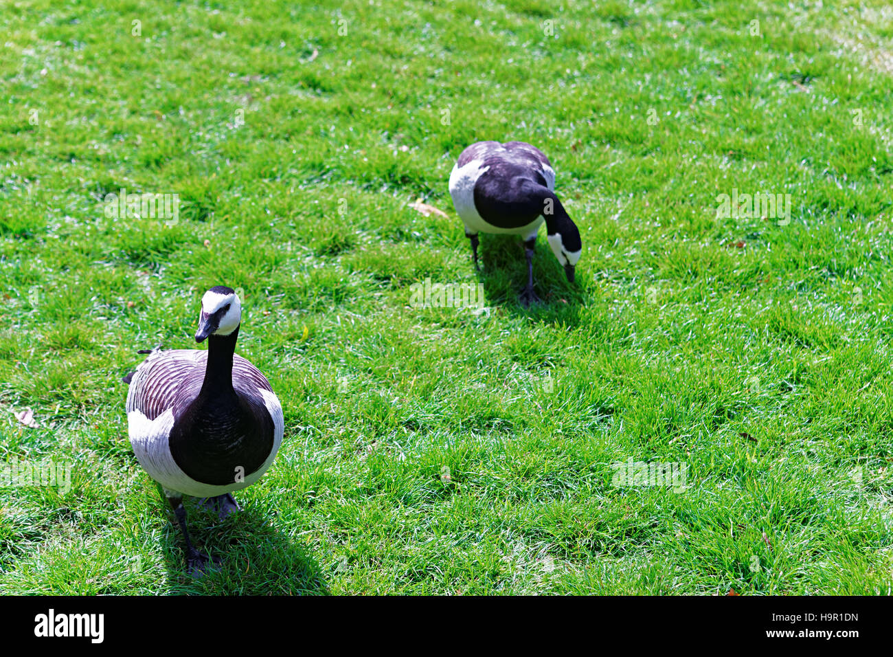 Goose at leeds castle hi-res stock photography and images - Alamy
