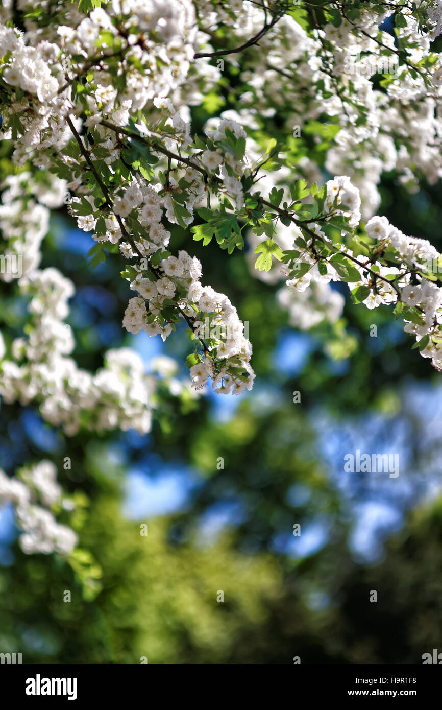 Trees blooming in the park in Leeds Castle in Kent, in the UK Stock ...