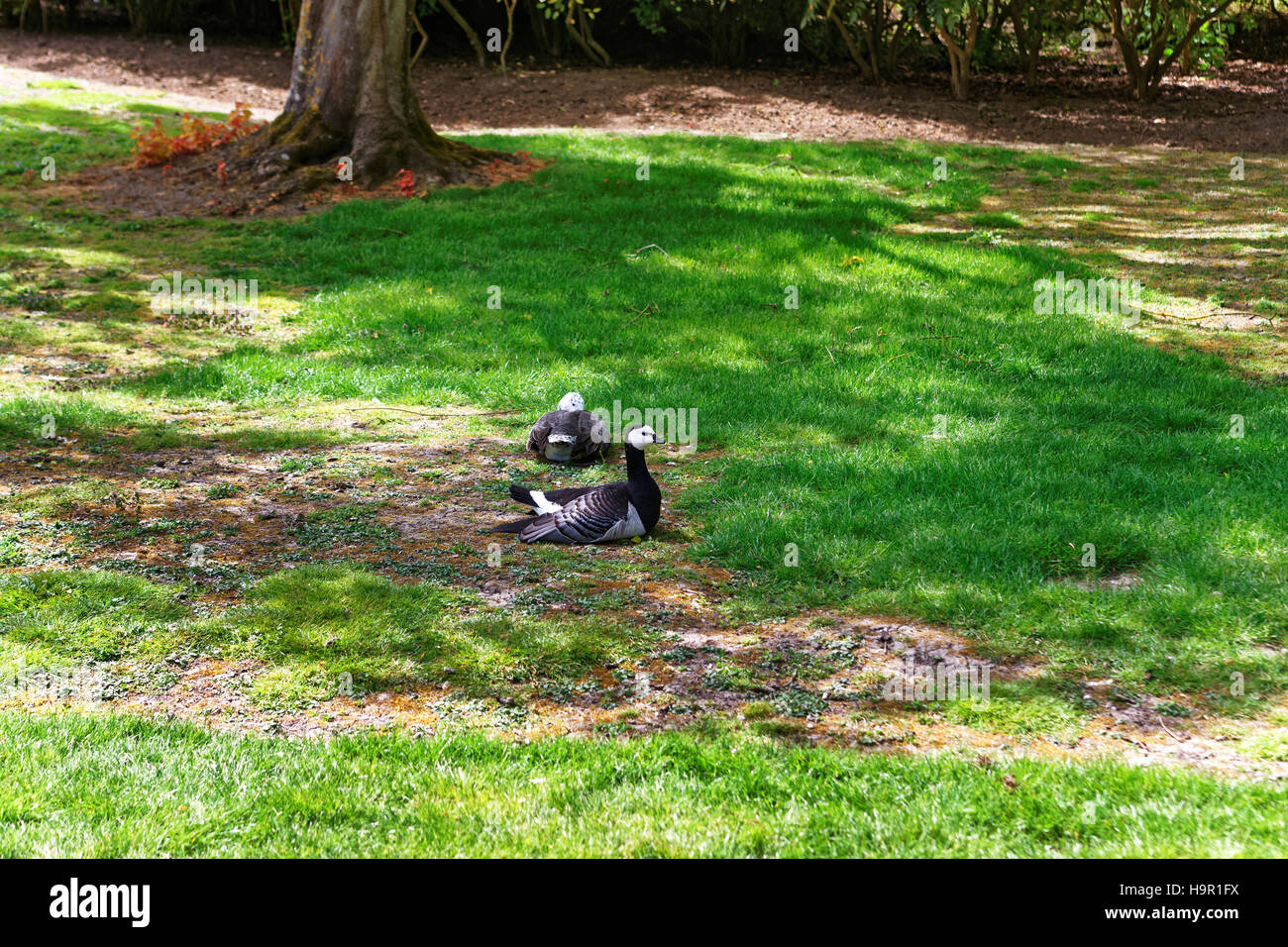 Goose at leeds castle hi-res stock photography and images - Alamy