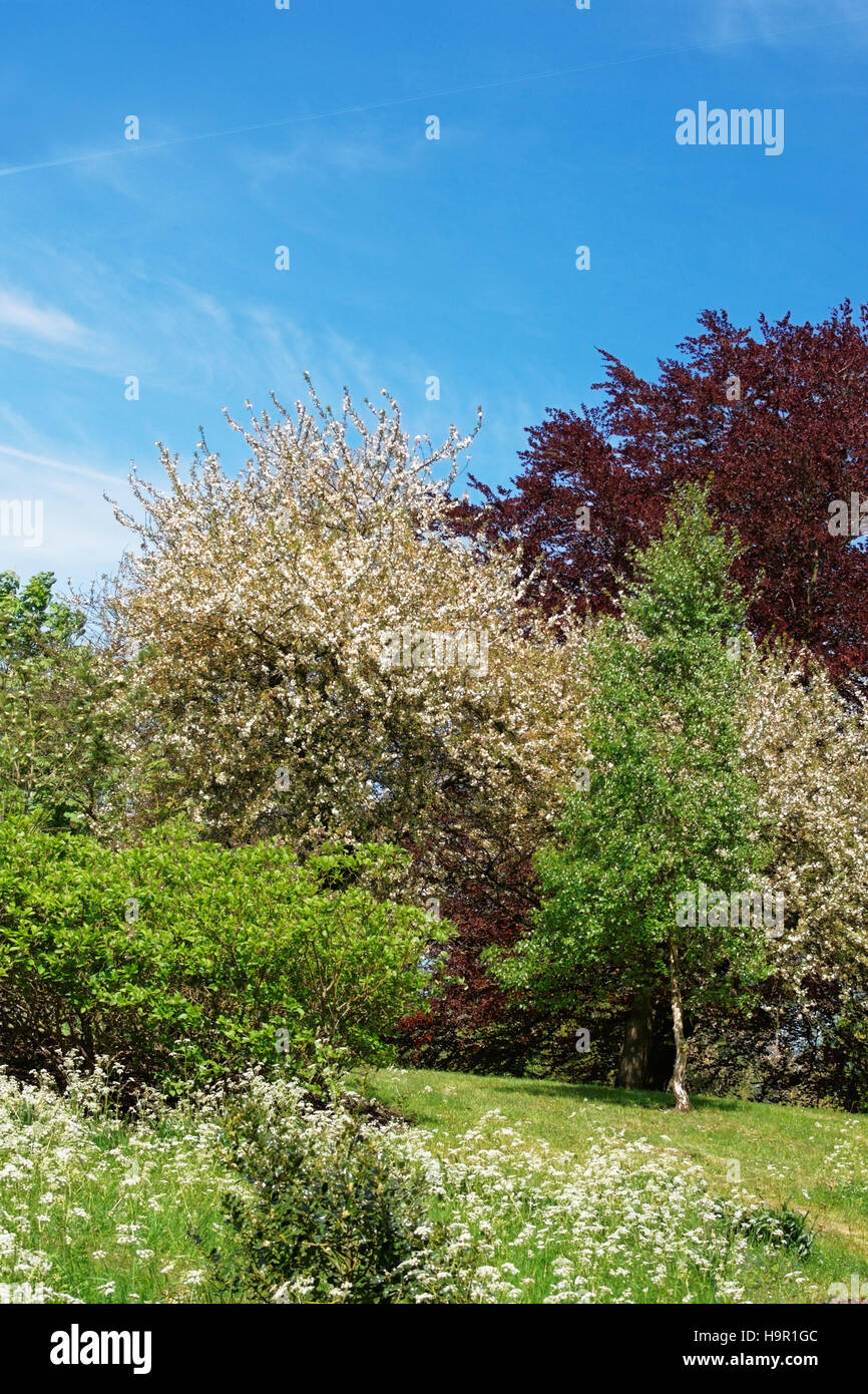 Trees in blossom in the park of Leeds Castle in Kent in the UK Stock ...
