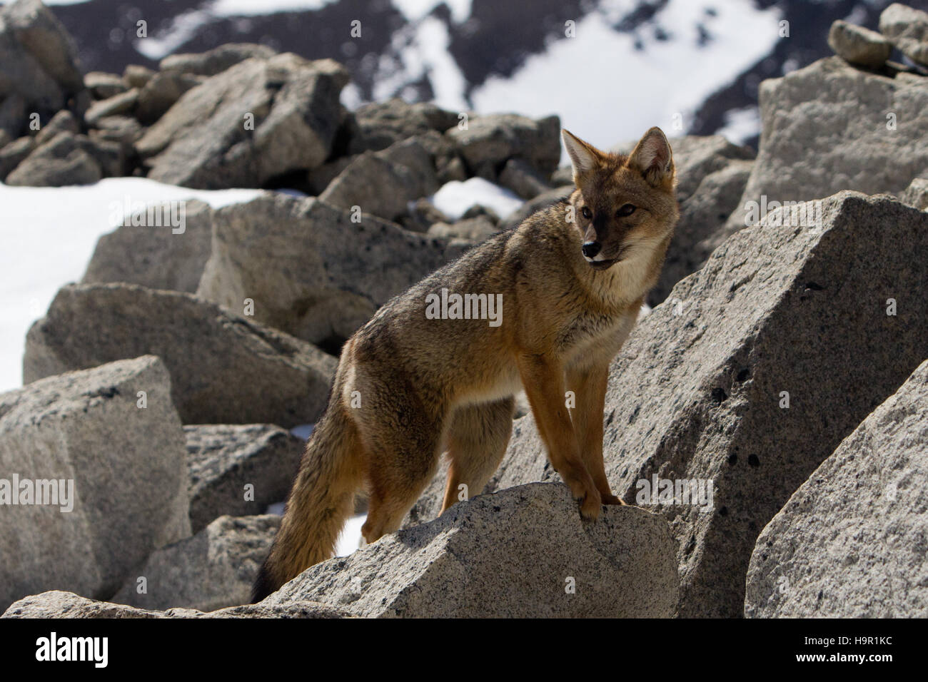 Torres del paine national park wildlife hi-res stock photography and ...