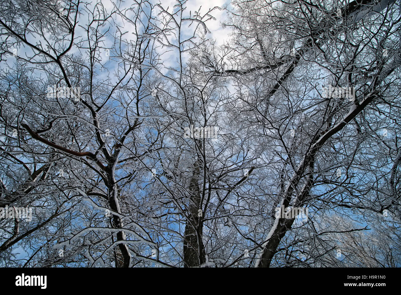 winter snow covered tree branches Stock Photo - Alamy
