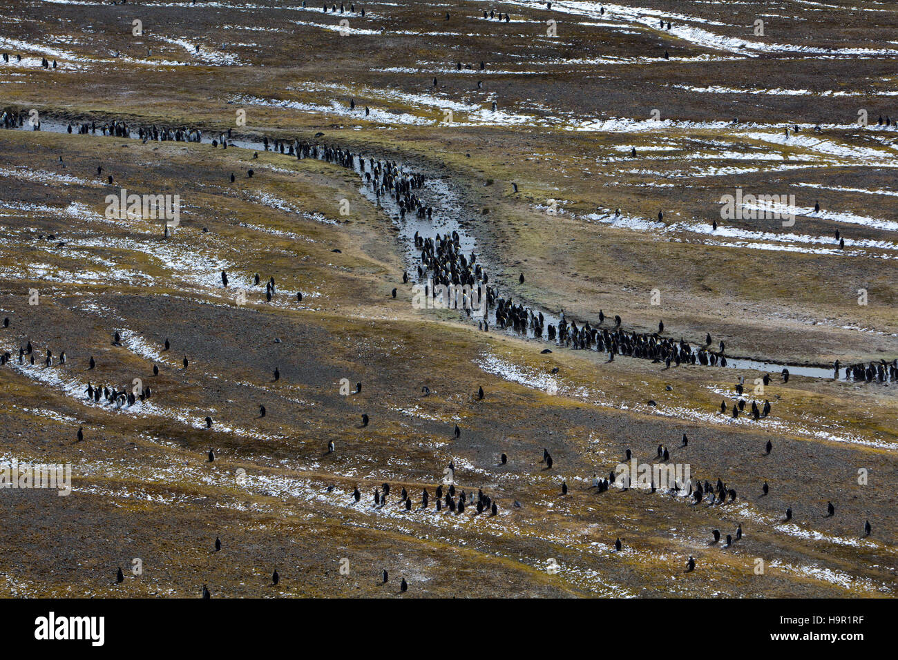 Moulting king penguins in a river bed on South Georgia Island Stock ...
