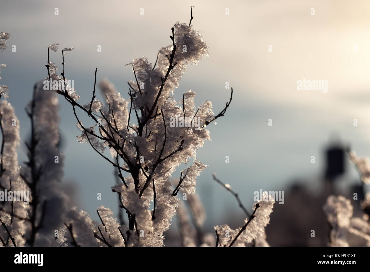branch of the plant covered with snow winter macro Stock Photo - Alamy