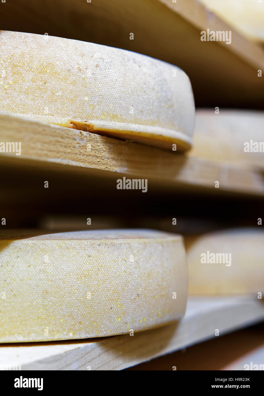 Aging Cheese on wooden shelves in the ripening cellar in Franche Comte ...