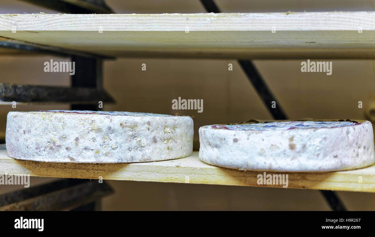 Aging Cheese on wooden shelves at maturing cellar in Franche Comte ...