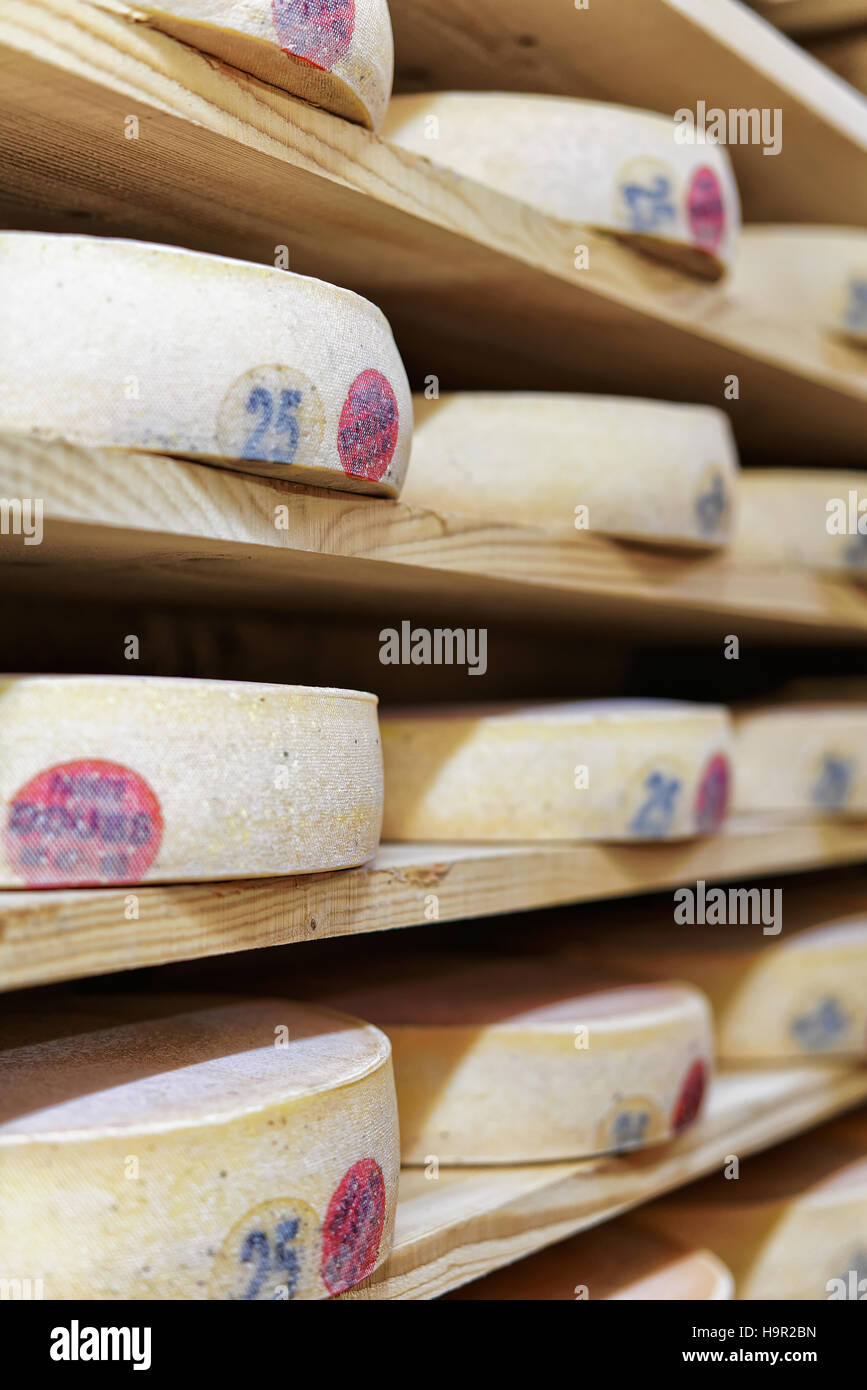 Comte Aging Cheese on wooden shelves at maturing cellar in Franche ...