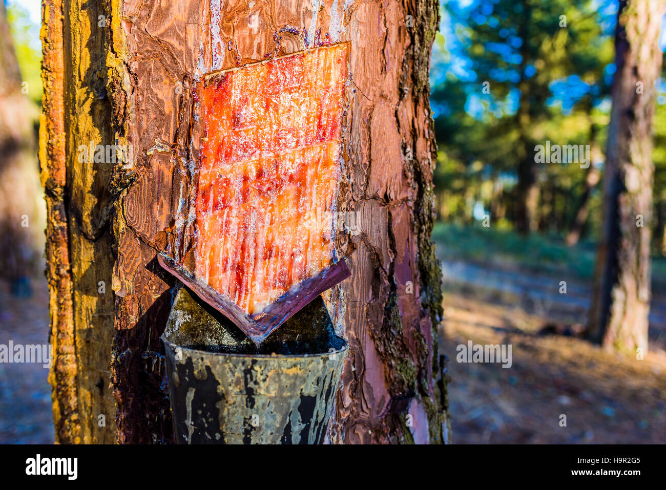 Pine resin extraction. Cuéllar, Segovia, Castilla y León, Spain, Europe ...