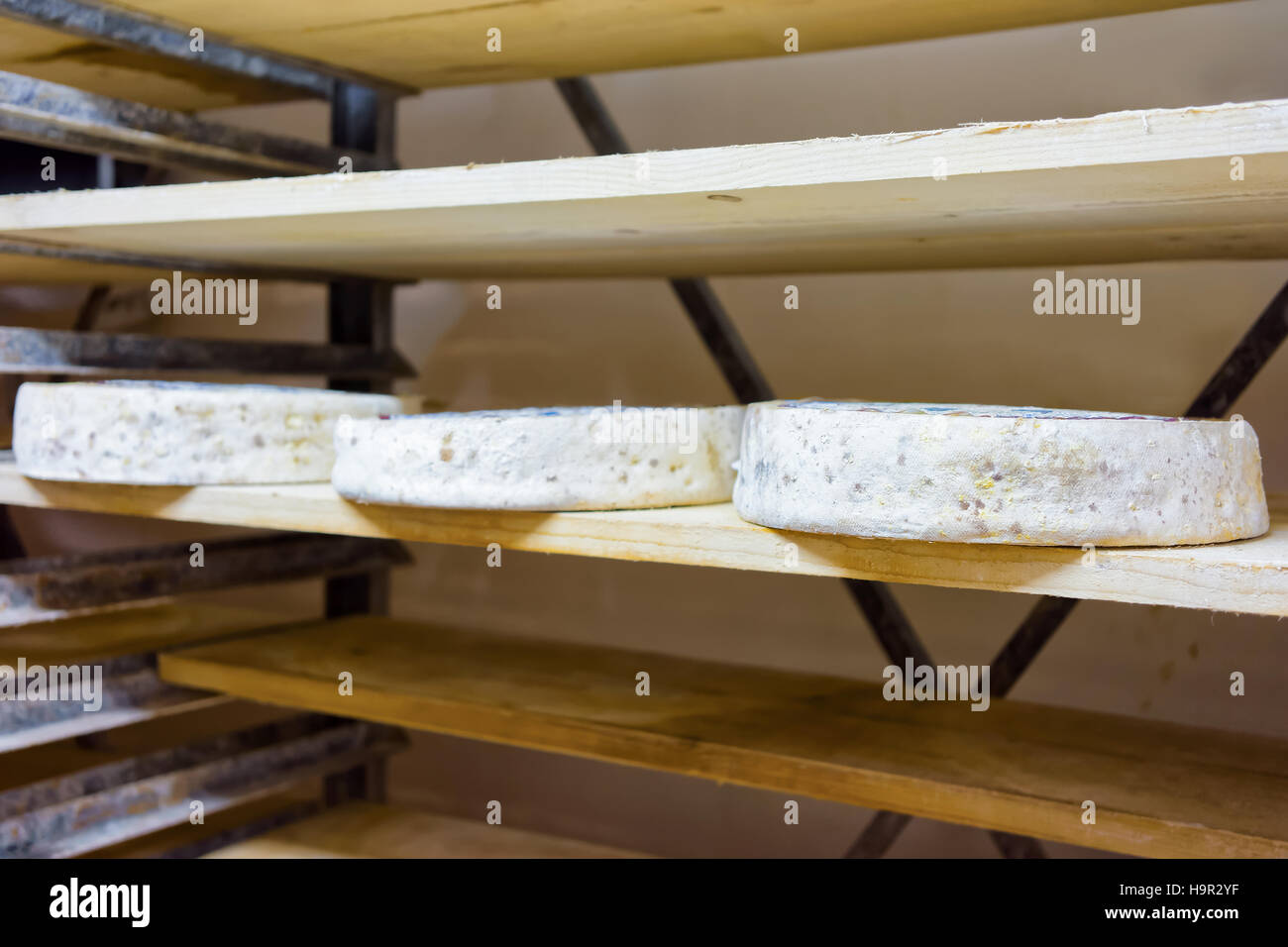 Wheels of aging Cheese on wooden shelf at maturing cellar of Franche ...