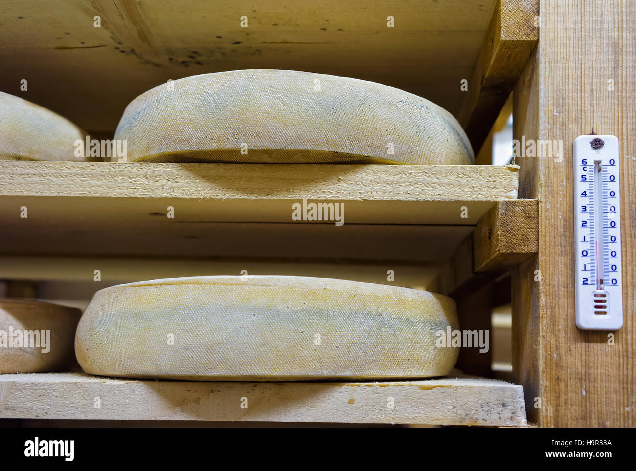 Shelves of aging Cheese at ripening cellar of Franche Comte creamery in ...
