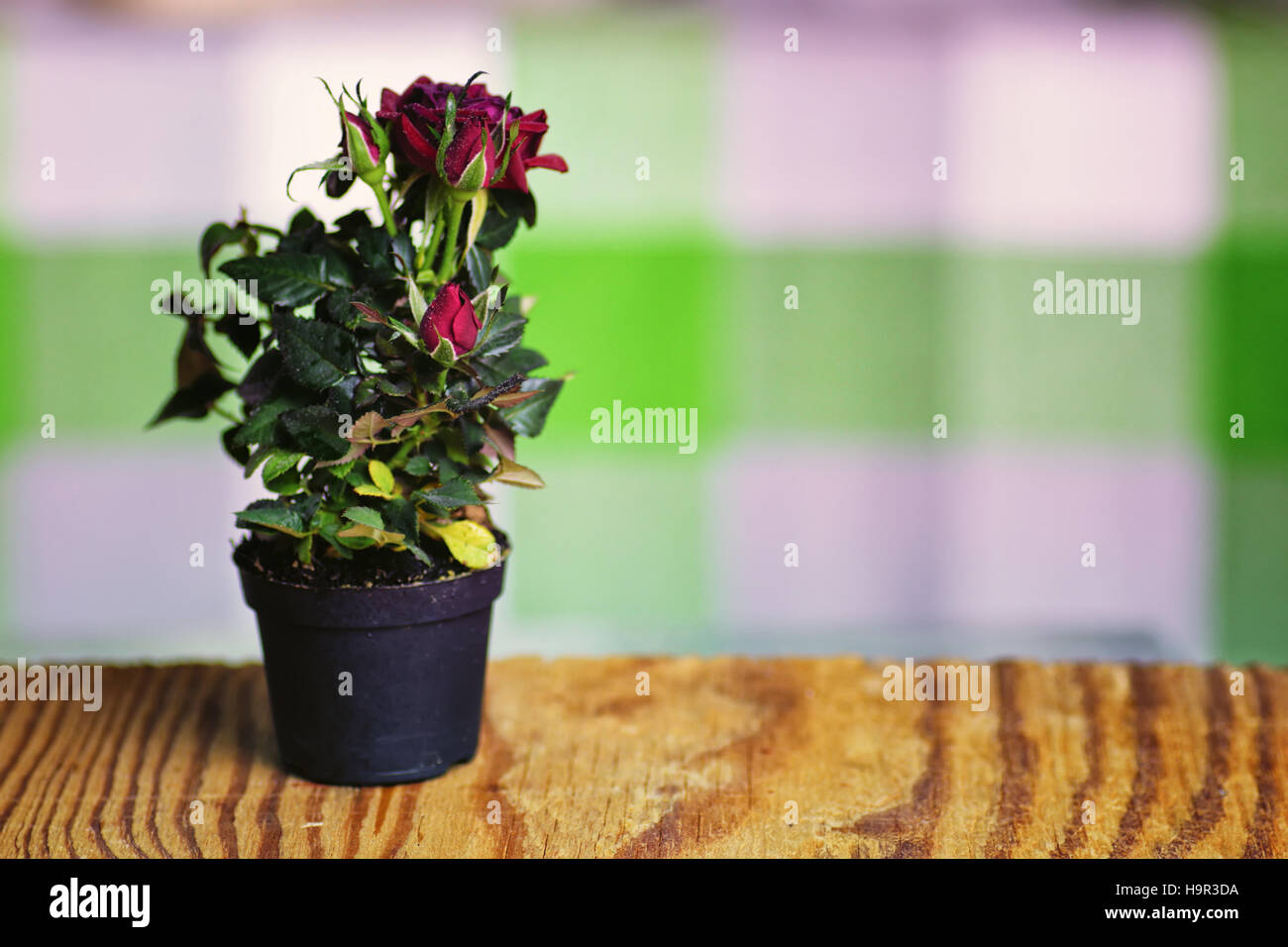 rose fresh pot macro Stock Photo - Alamy