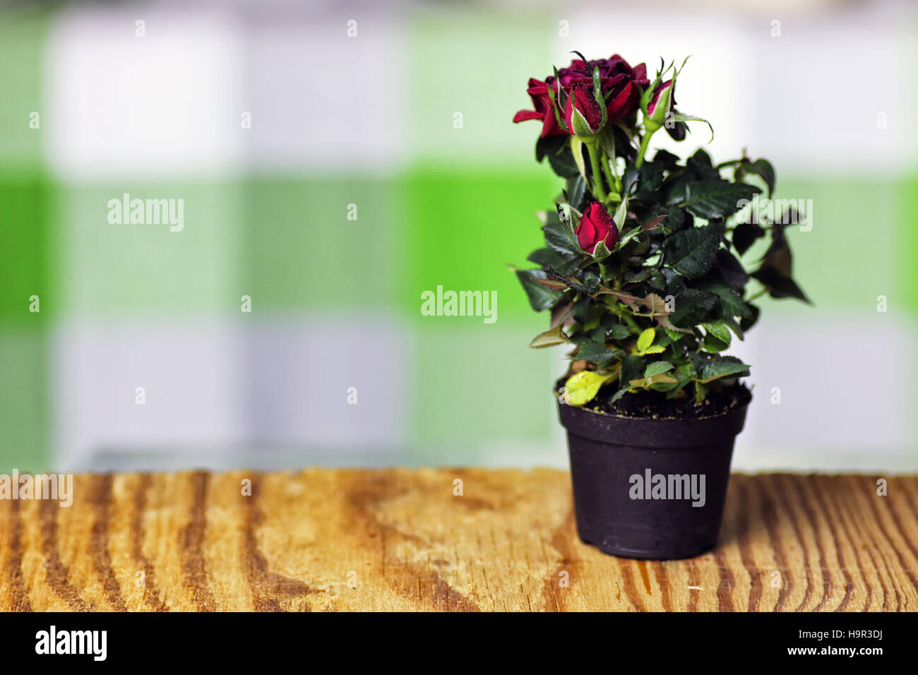 rose drop pot macro Stock Photo - Alamy