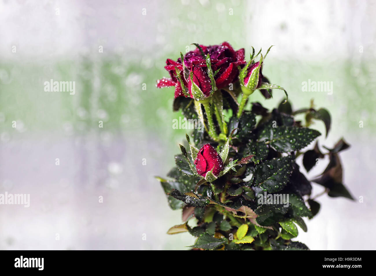 rose drop pot macro Stock Photo - Alamy