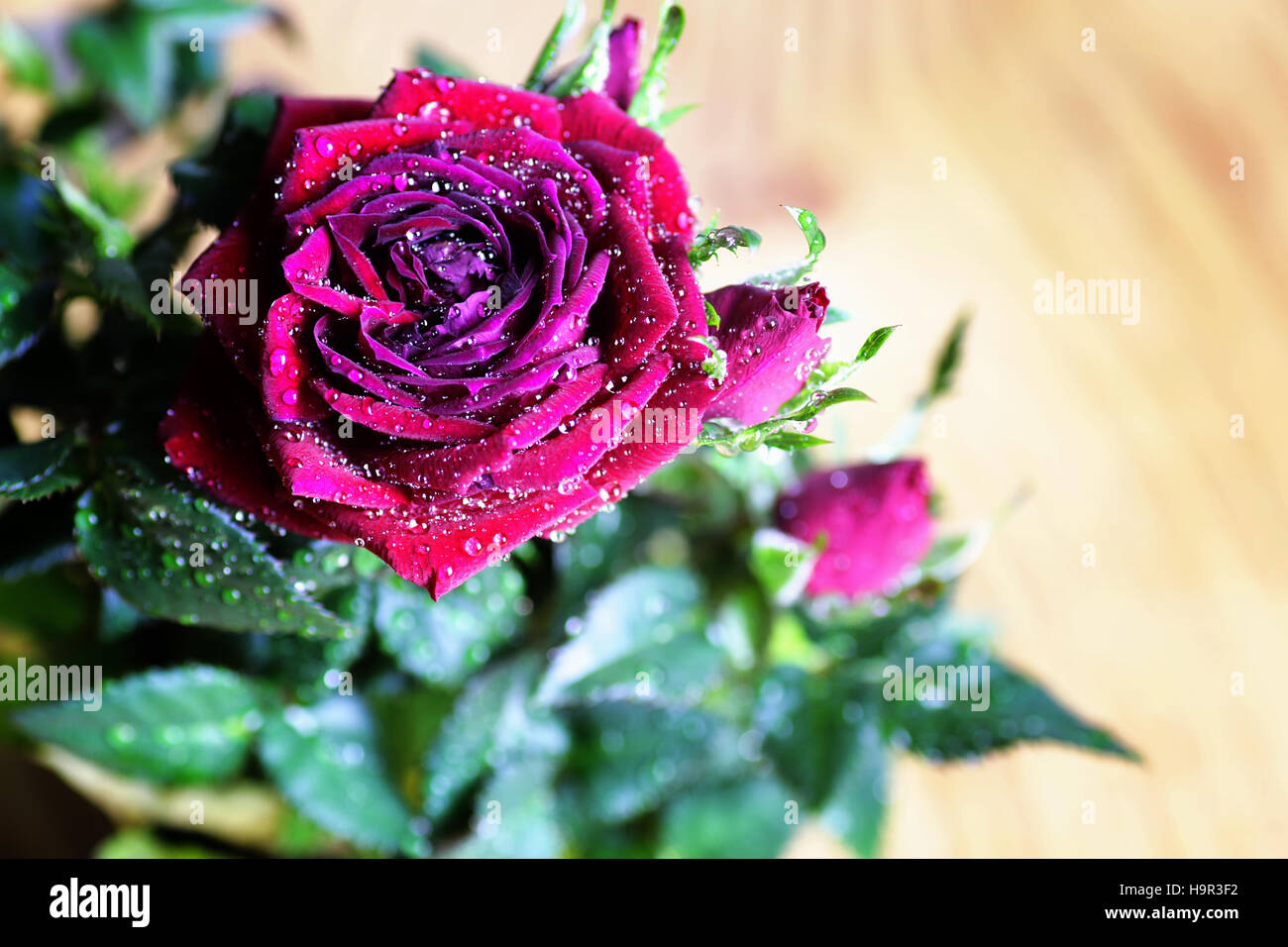 Rose bud drop macro Stock Photo - Alamy