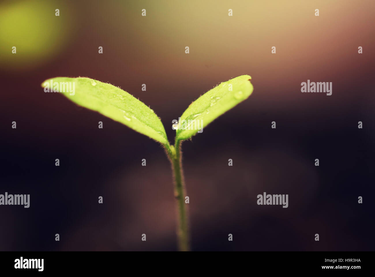 box with small sprout from seeds Stock Photo - Alamy
