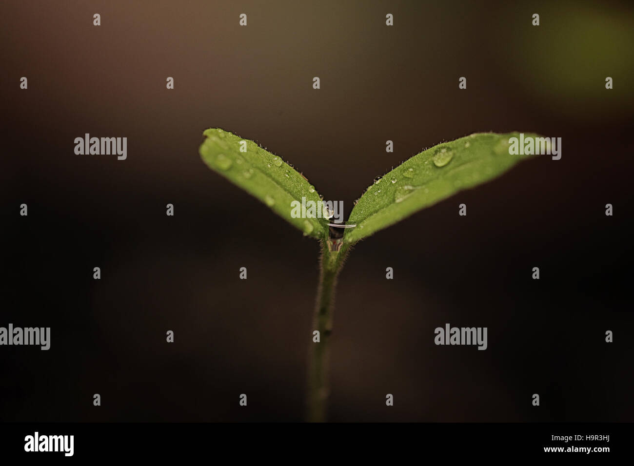 small sprout from seeds Stock Photo - Alamy