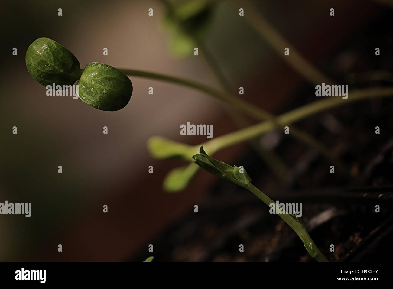 small sprout from seeds Stock Photo - Alamy