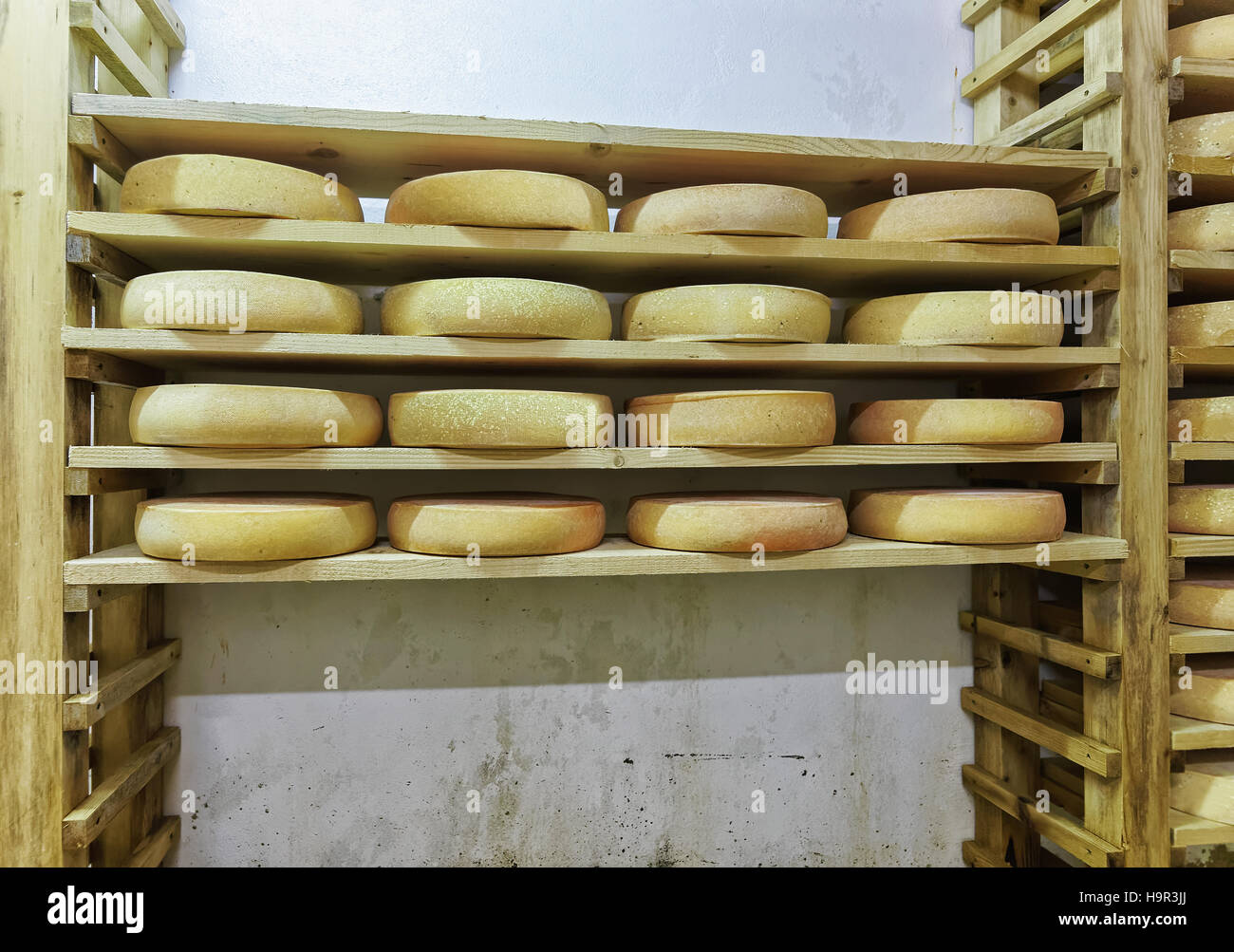 Stack of aging Cheese on wooden shelves at maturing cellar of Franche ...