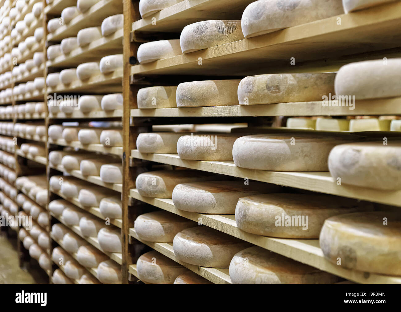 Wheels of aging Cheese on wooden shelves in maturing cellar in Franche ...
