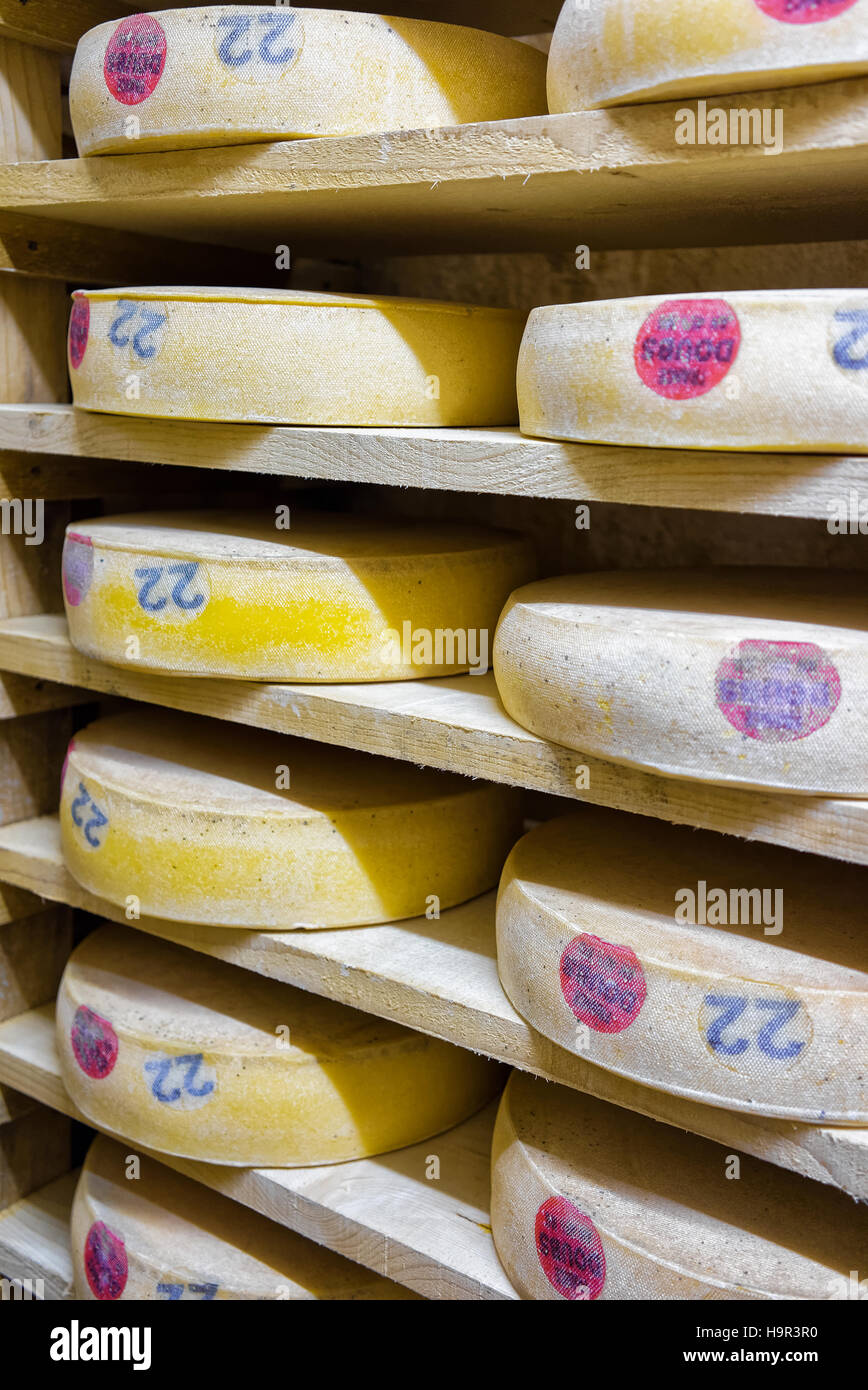 Pile of aging Cheese on wooden shelves in ripening cellar of Franche ...