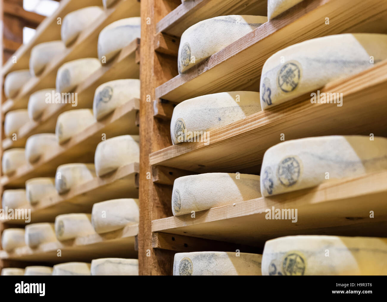 Pile of aging Cheese on wooden shelves in maturing cellar in Franche ...