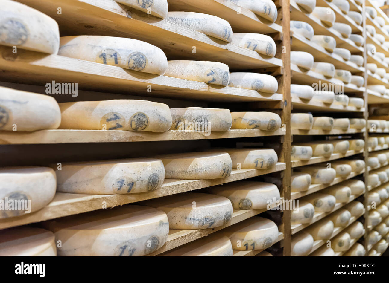 Pile of aging Cheese on wooden shelves in maturing cellar in Franche ...