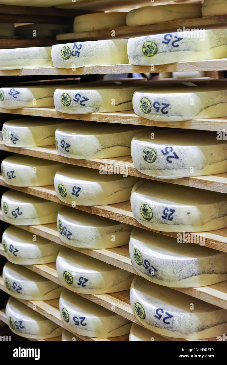 Shelves of aging Cheese on wooden shelves at maturing cellar of Franche ...