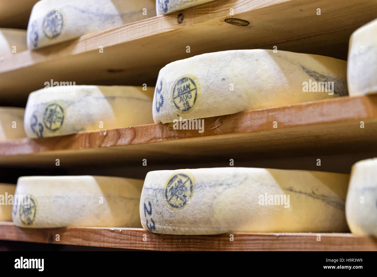 Stack of aging Cheese on wooden shelves in maturing cellar of Franche ...