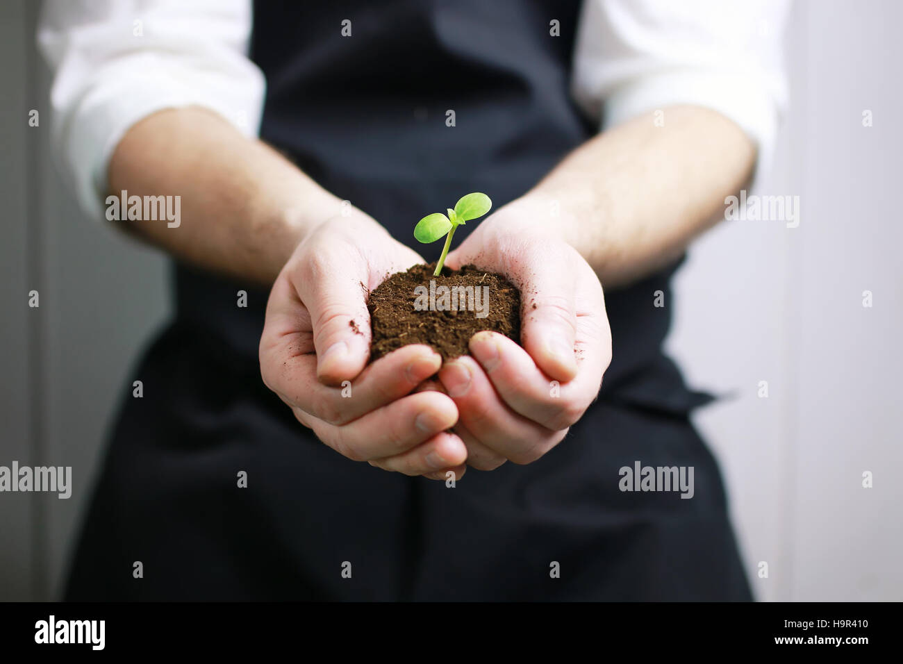 gardener hand sprout in palms Stock Photo - Alamy