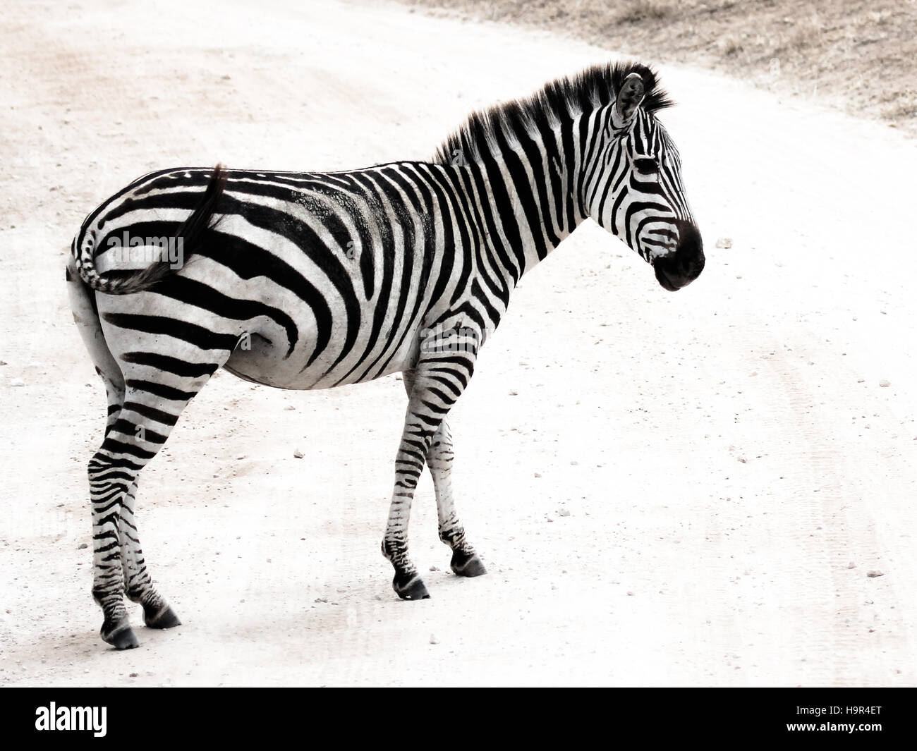 Striped crossing road hi-res stock photography and images - Alamy