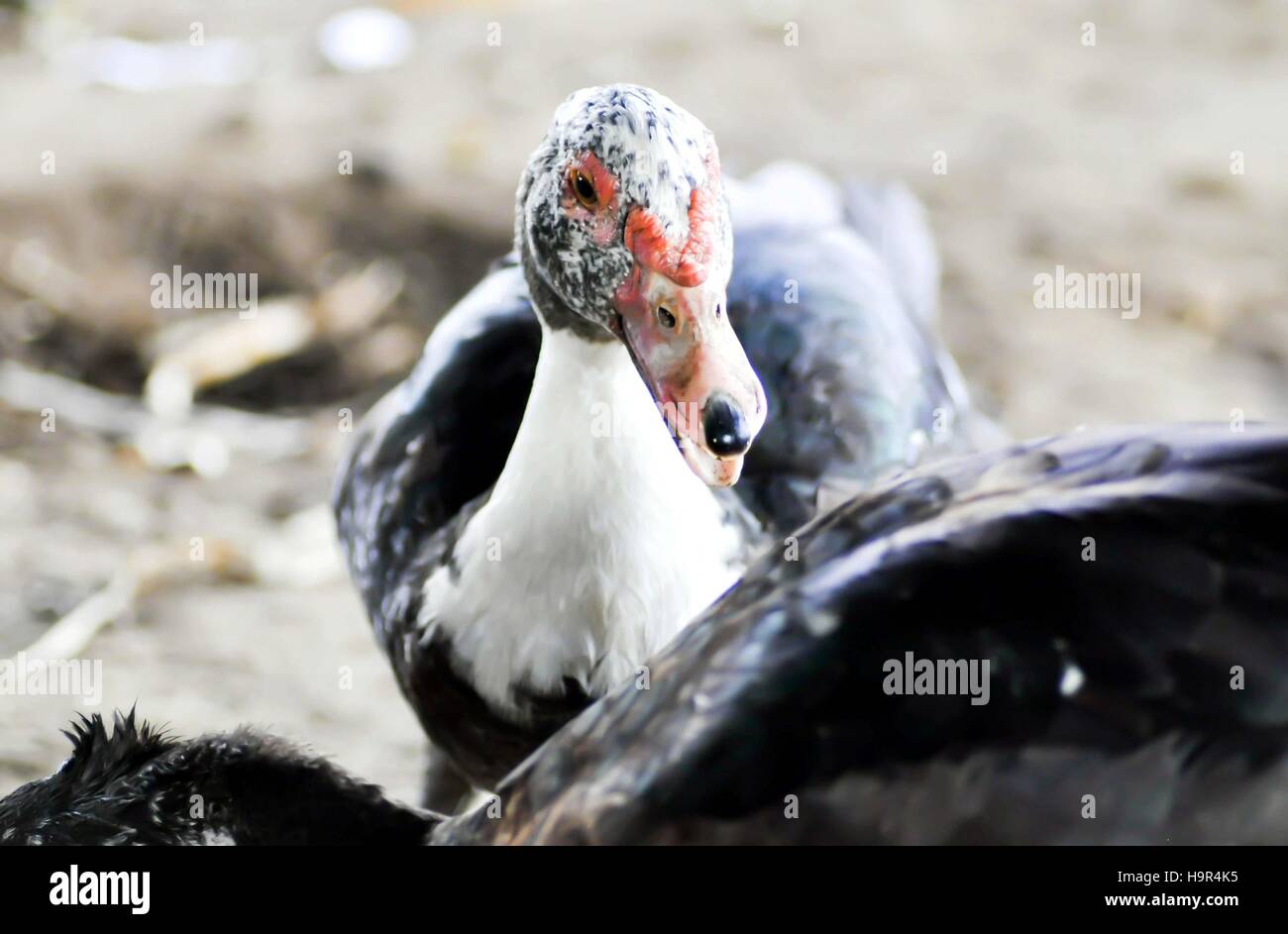 black ducks on the farm Stock Photo - Alamy