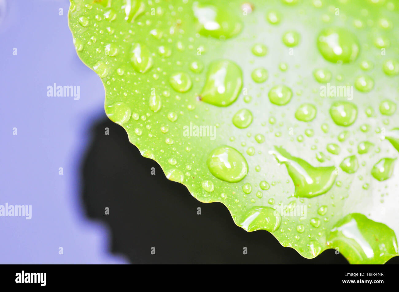 dew drop on lotus leaf Stock Photo - Alamy