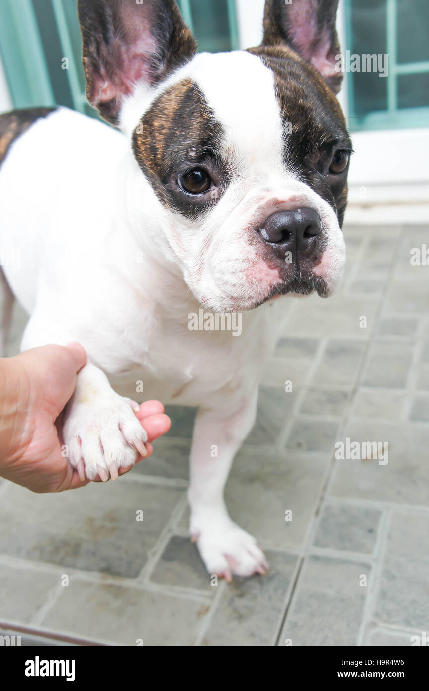 hand up dog or tame French bulldog Stock Photo - Alamy